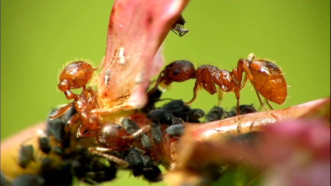 Researchers say fire ants are moving north | 13newsnow.com