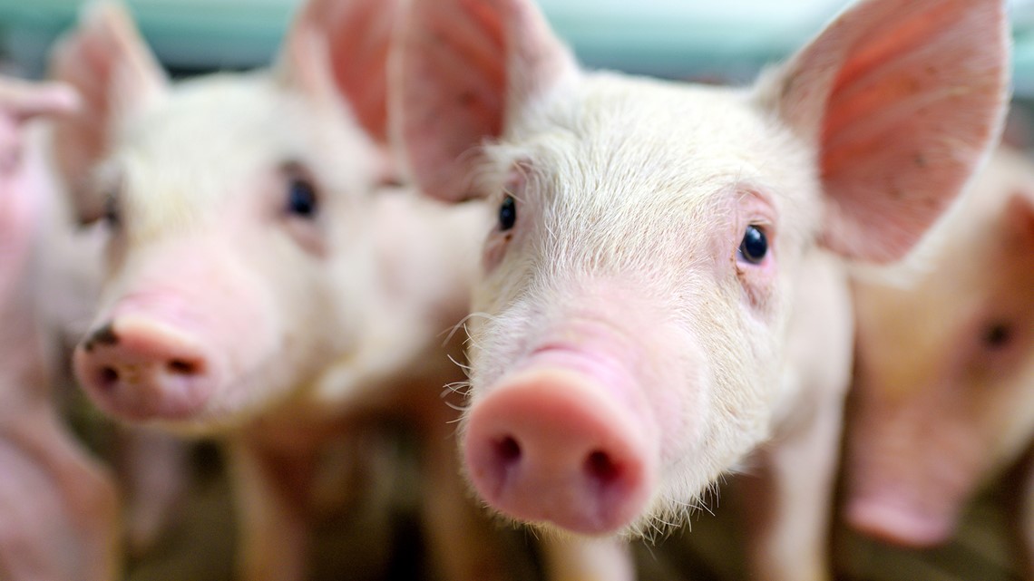 Pigs and mice can breathe through their butts. Can humans? | 13newsnow.com