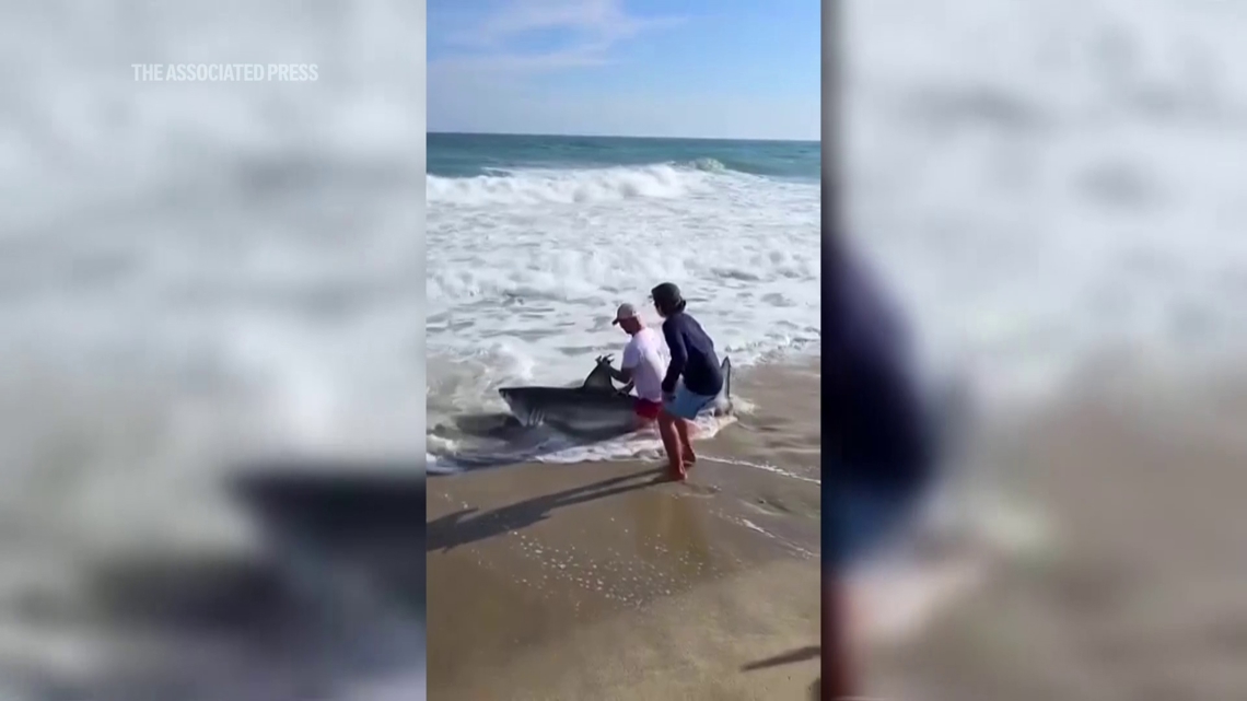VIDEO: Fisherman reels in white shark off Massachusetts, then snags the ...