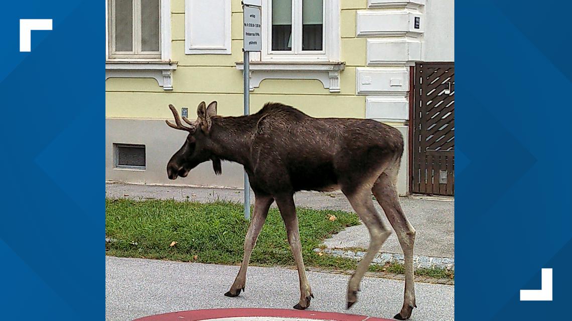 Austrians follow the adventures of Emil the Moose | 13newsnow.com