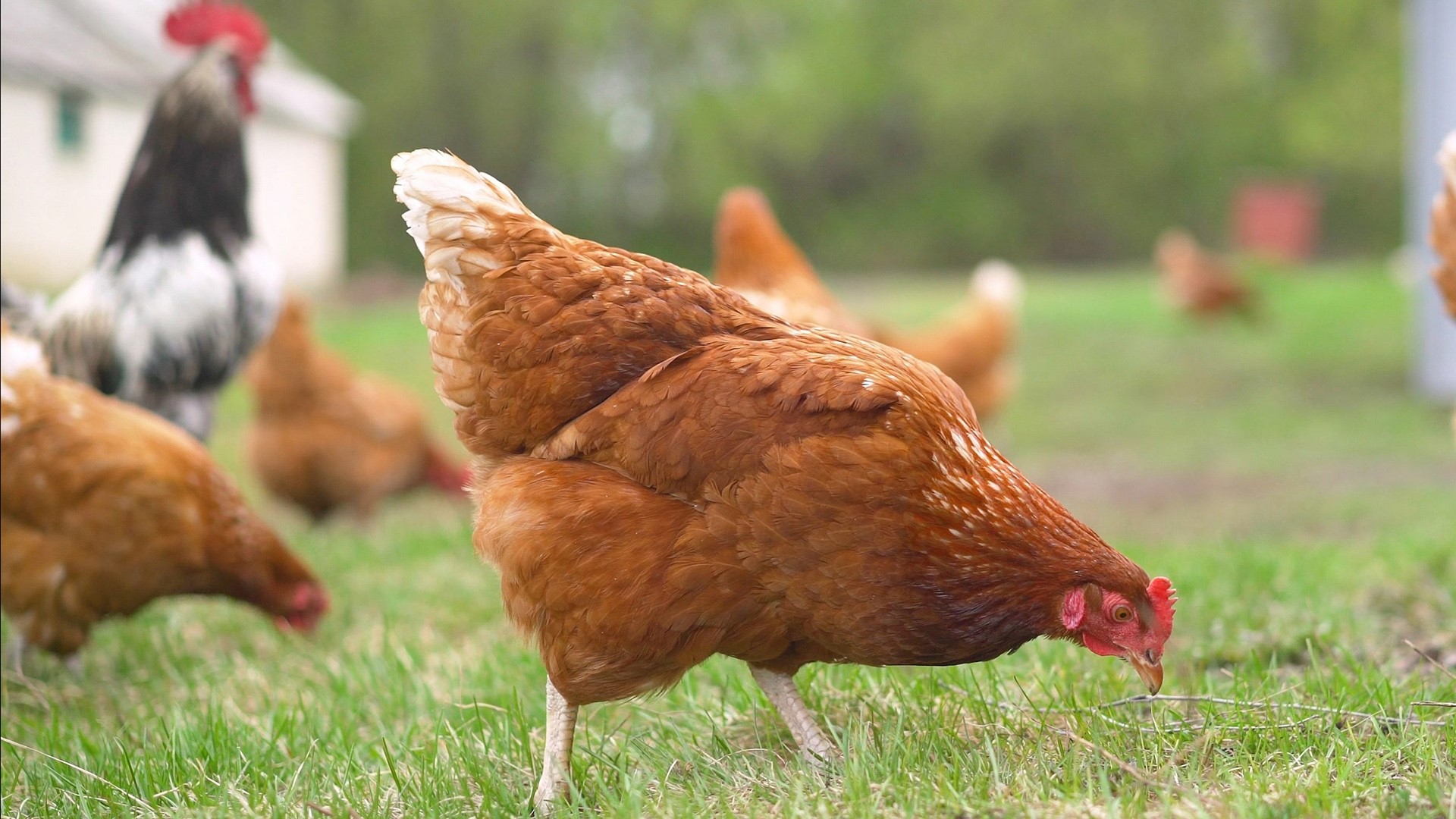 34 people in 13 states sickened in salmonella outbreak linked to ...