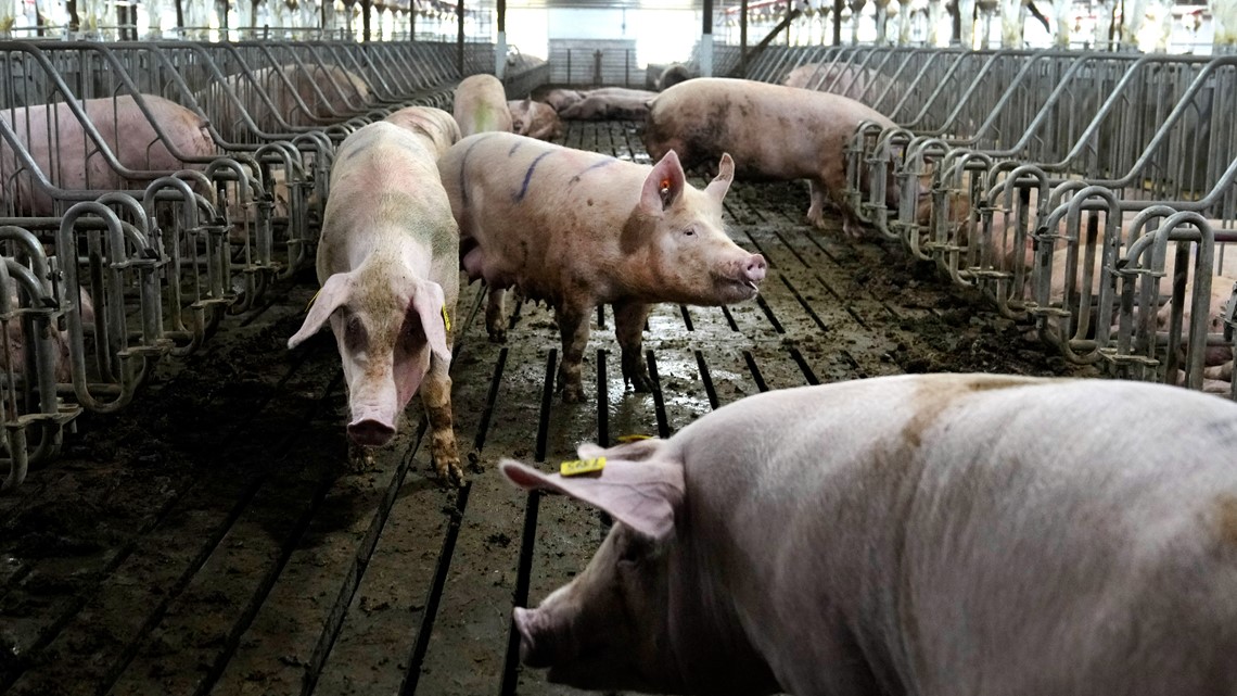 California law to get pigs out of tiny cages takes effect July 1 ...