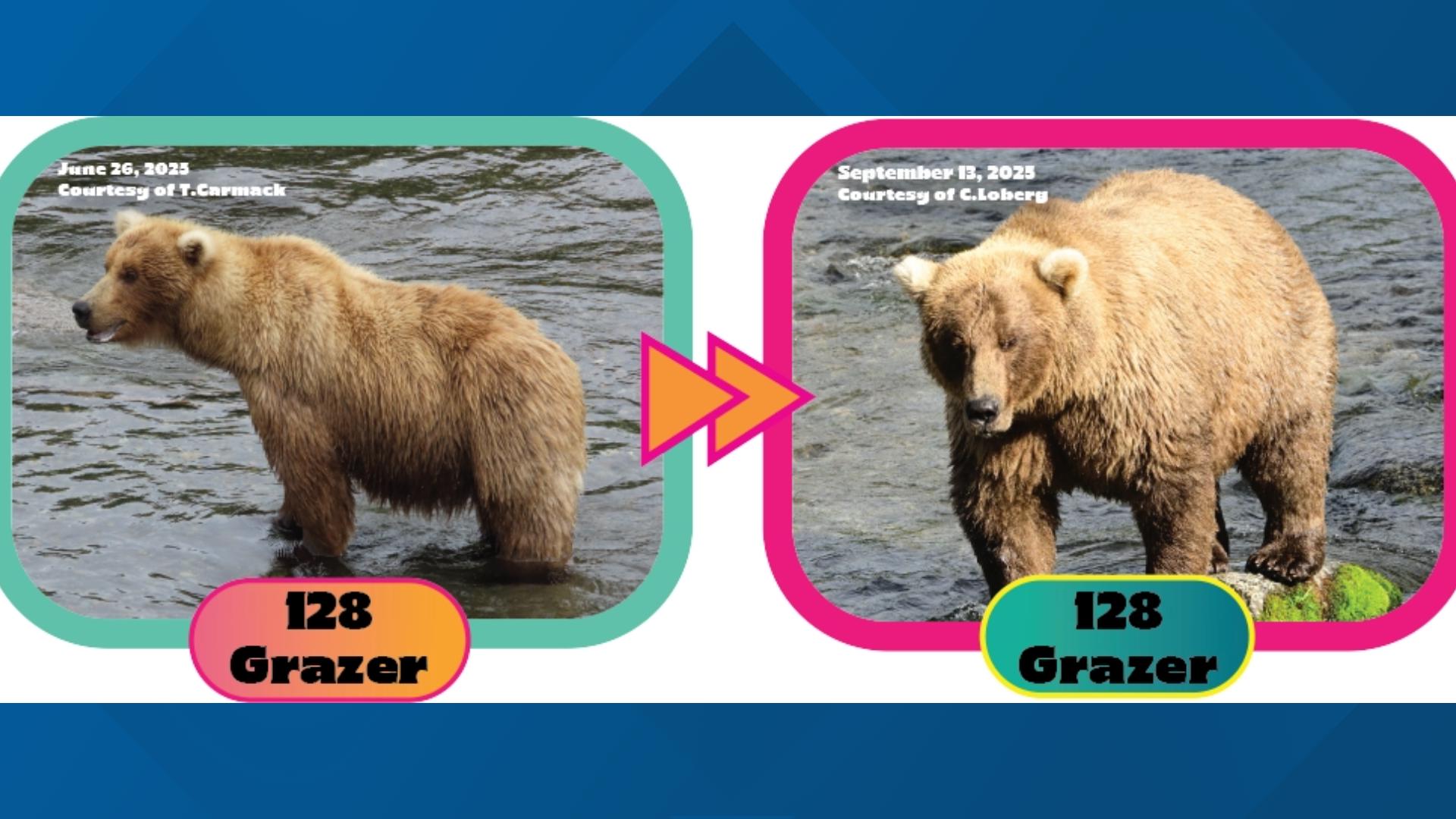 Fat Bear Week 2025: Meet the competitors | 13newsnow.com