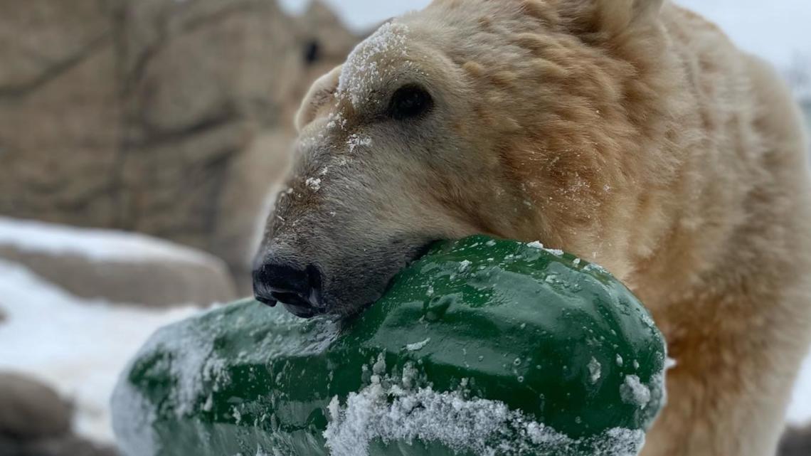 Big Bad Wolf: The Wolf's Revenge coming to Busch Gardens in 2025 ...