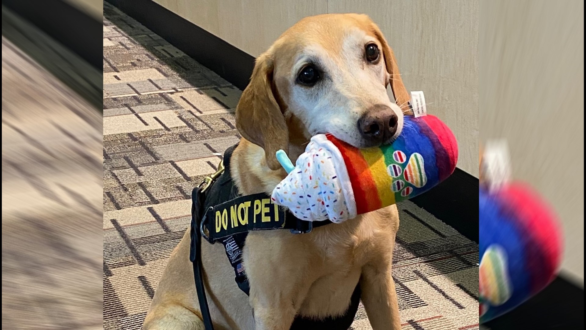 It's final: Eebbers is TSA's 2022 Cutest Canine | 13newsnow.com
