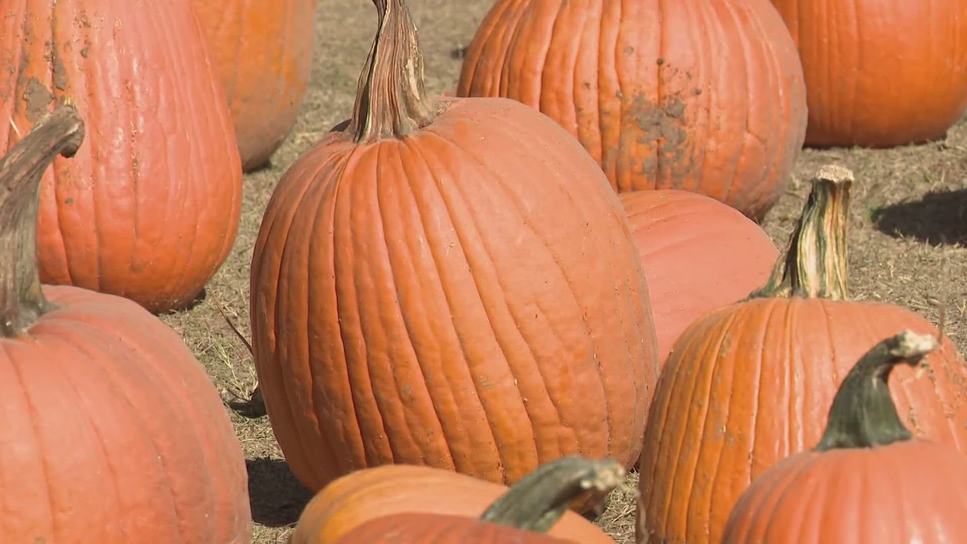 Severe weather takes a toll on pumpkin crops | 13newsnow.com