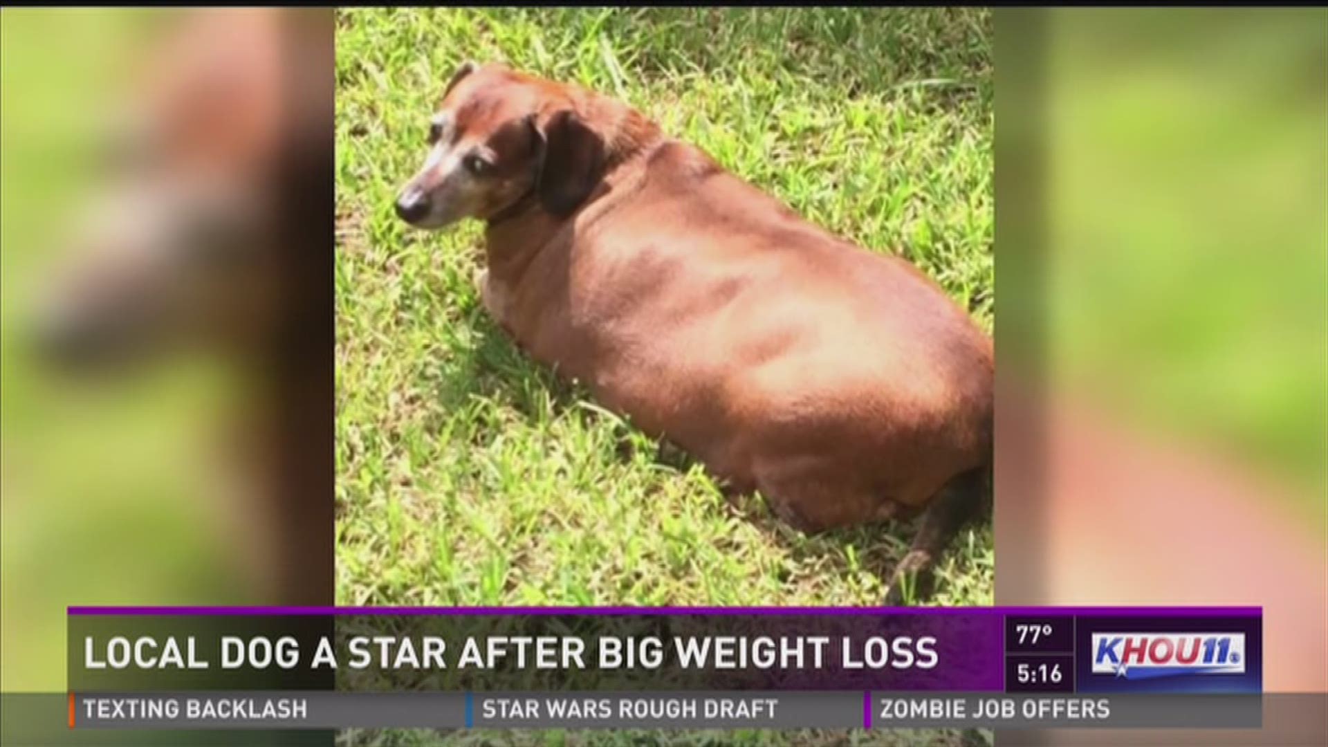 Meet Skinny Vinnie: Local dog becomes star after major weight loss ...