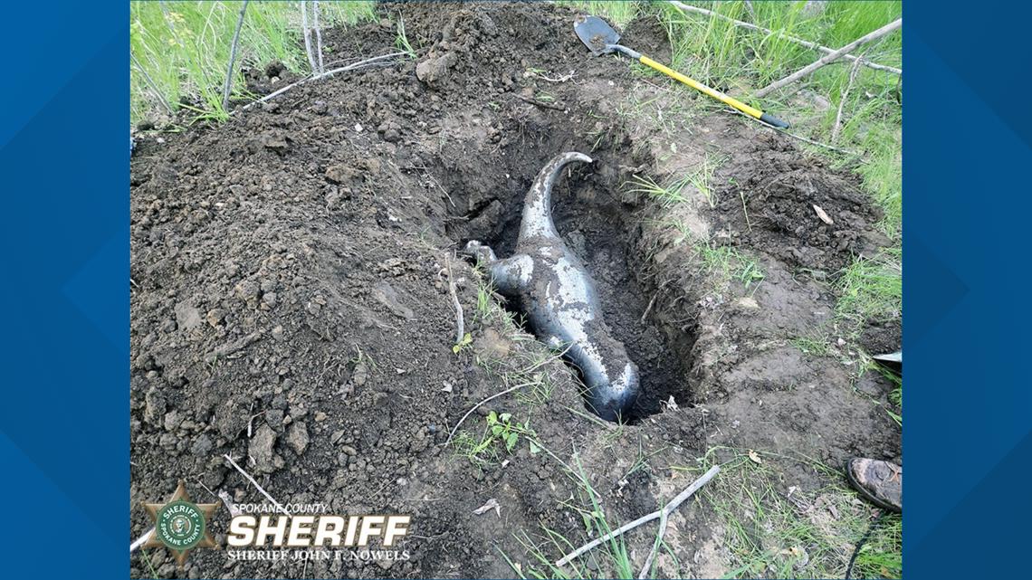 Deputies in Spokane recover $70,000 stolen metal T-Rex statue buried ...