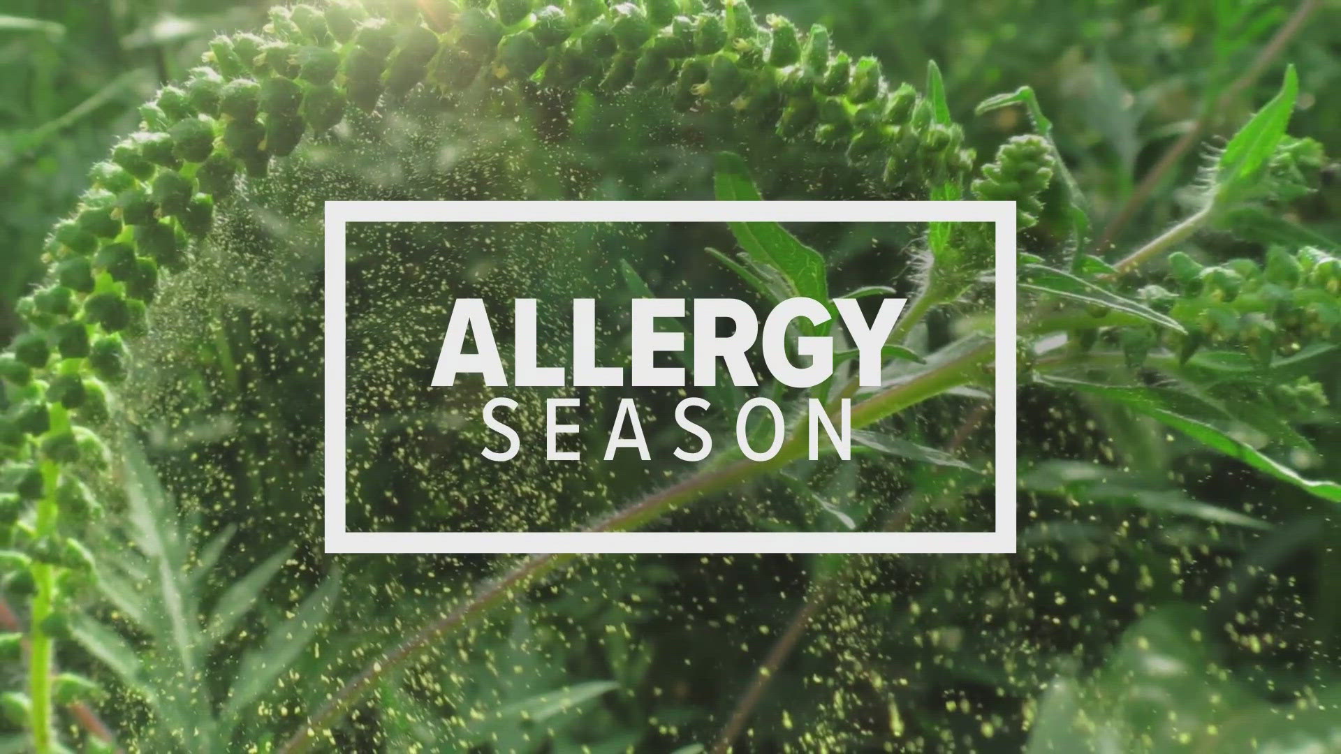 Seasonal spring allergy season is almost here: How you can avoid the ...