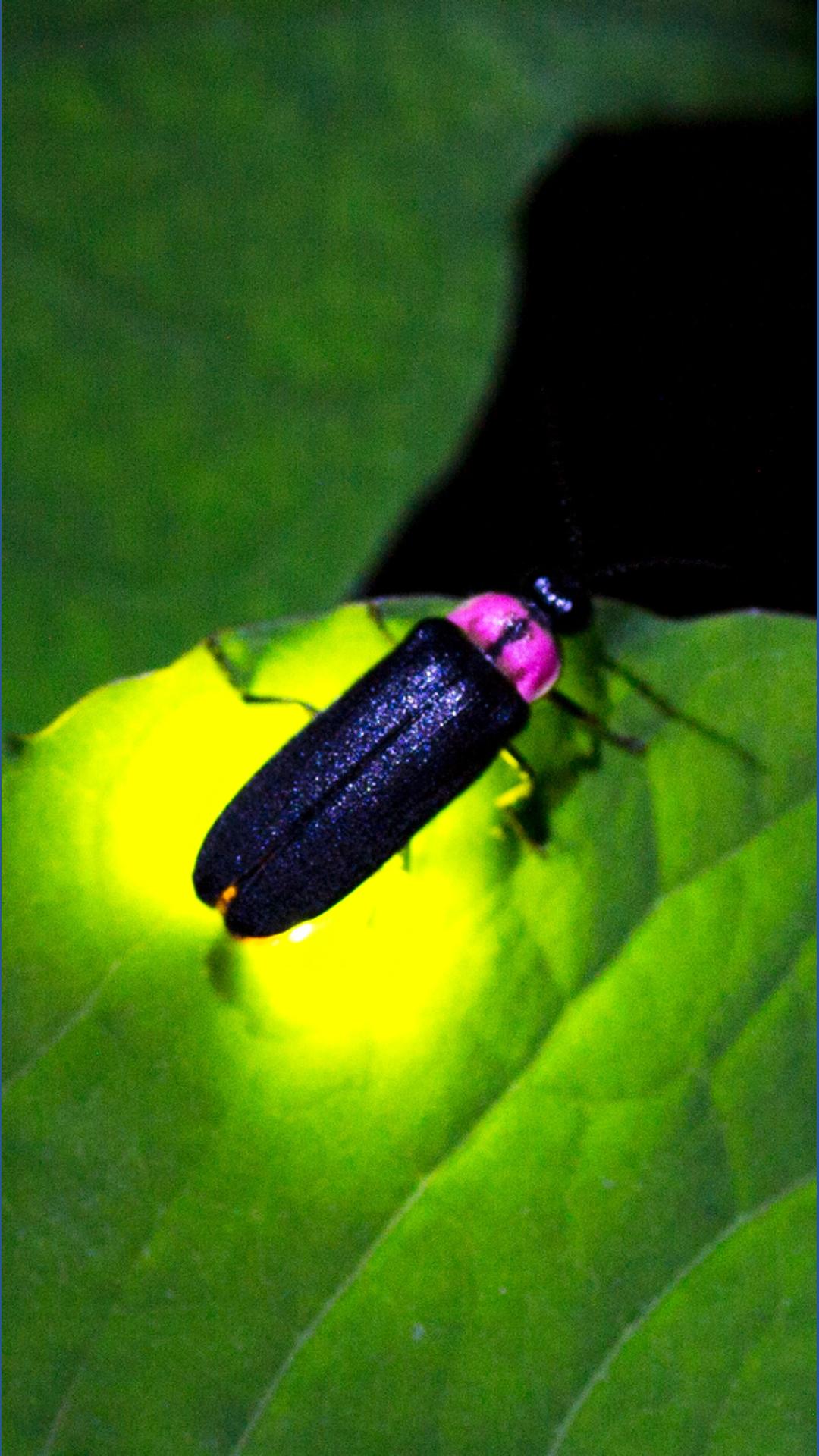 Are fireflies going extinct? Experts weigh in | 13newsnow.com