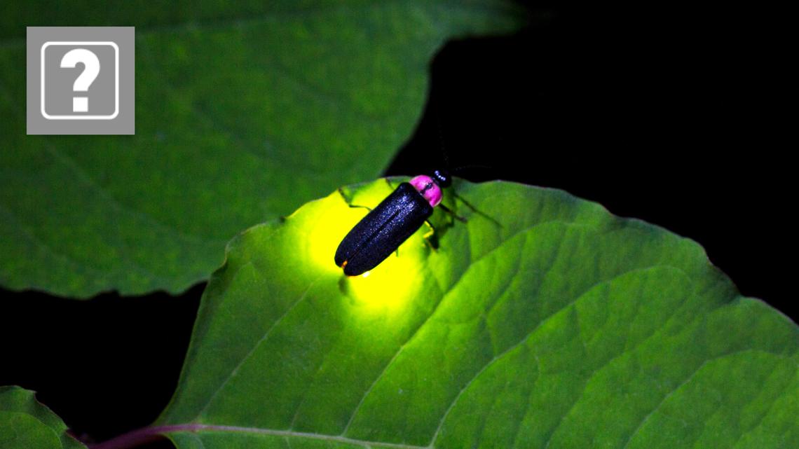 Are fireflies going extinct? Experts weigh in | 13newsnow.com