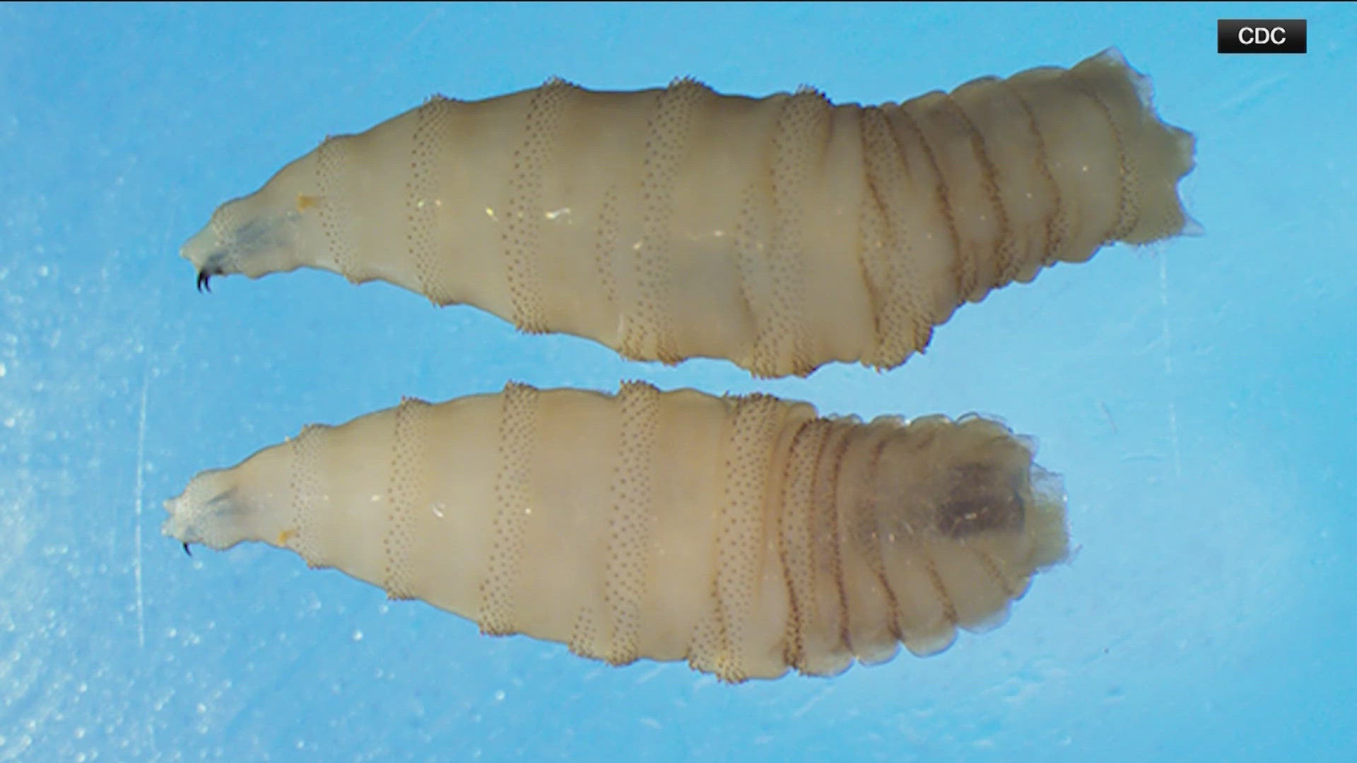 Flesh-eating fly case near Texas border triggers alarms for state ...