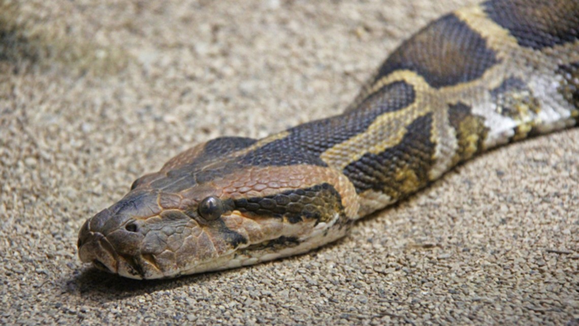 7-meter-long python swallows Indonesian woman | 13newsnow.com