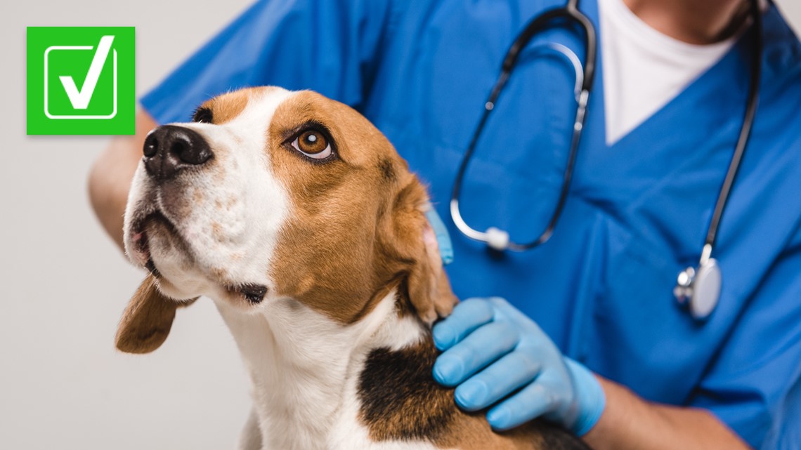 Mystery dog illness is spreading in these U.S. states | 13newsnow.com