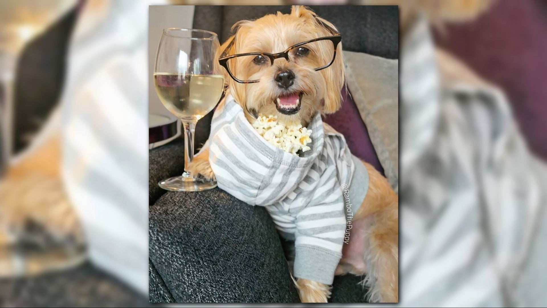 How NC dog 'Rambo the Puppy' became social media 'Furlebrity', owner's ...