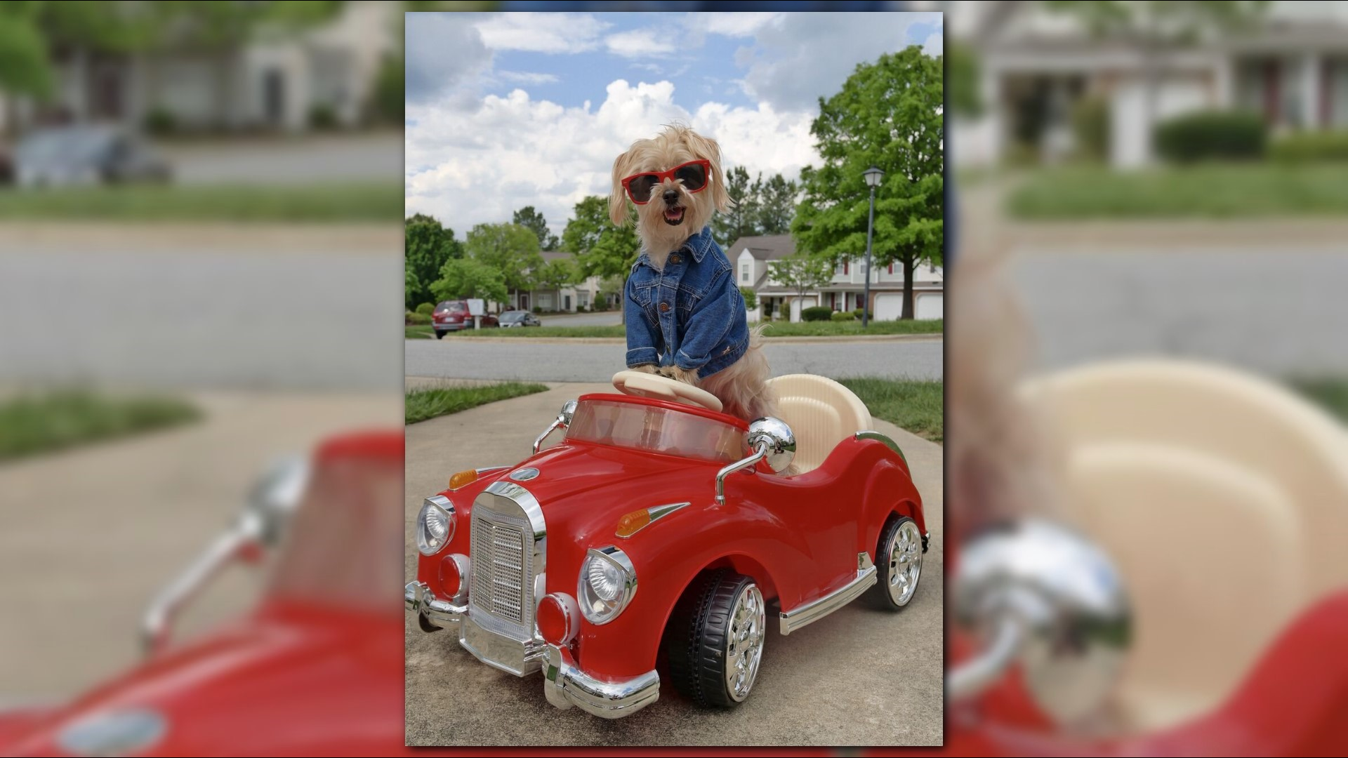 How NC dog 'Rambo the Puppy' became social media 'Furlebrity', owner's ...