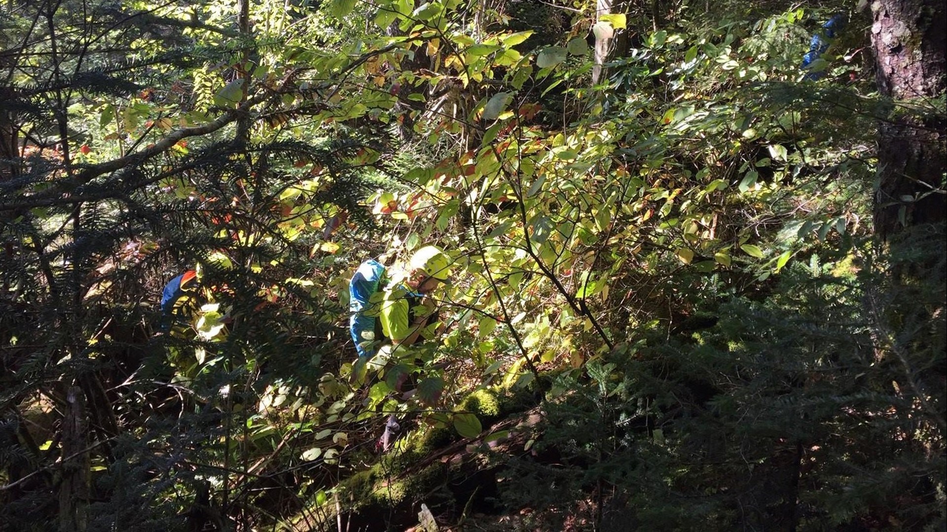 Body of Missing Ohio Hiker Susan Clements Found in Great Smoky ...