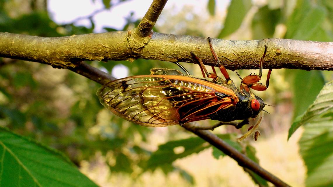 The cicada invasion isn't over yet. The next phase is strange ...
