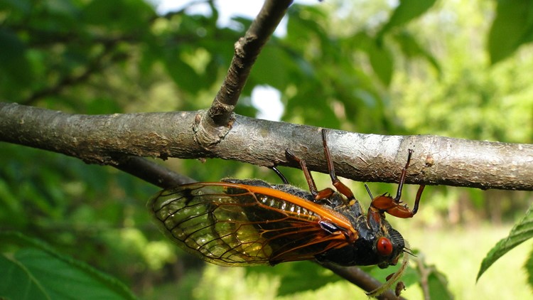 Cicadas in North Carolina: When & where they will emerge in 2024 ...