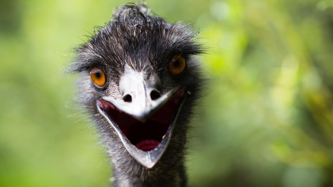 Emus on the loose in Pfafftown | 13newsnow.com