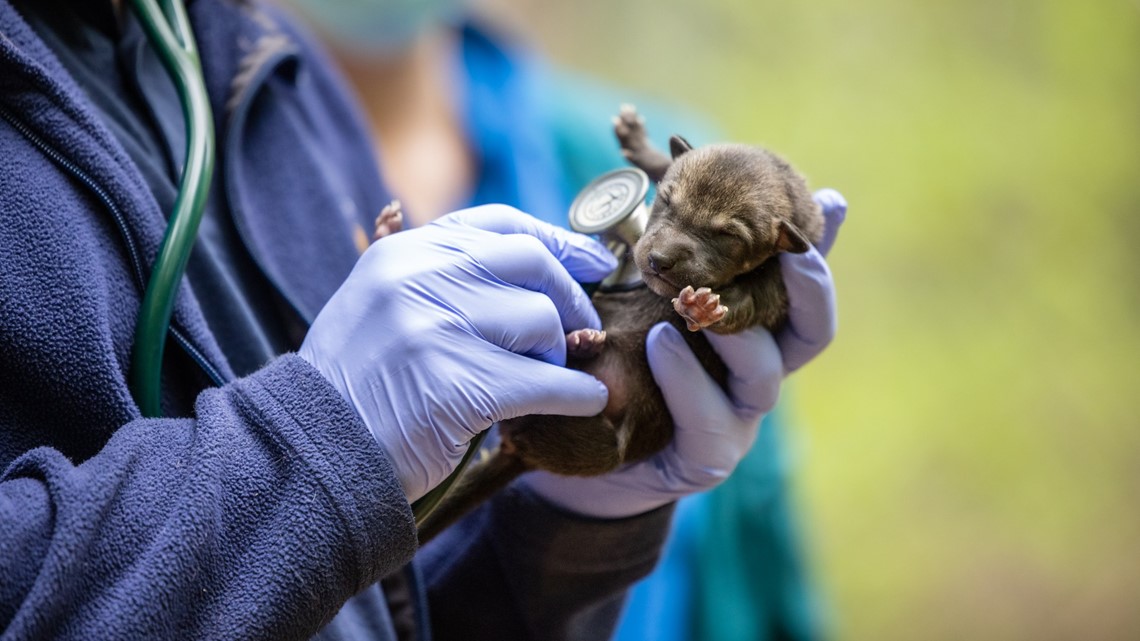 NC Zoo welcomes 3 new red wolf pups | 13newsnow.com