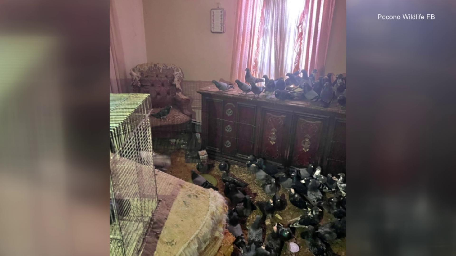 More than 300 pigeons found inside Pennsylvania home: 'The floor was ...