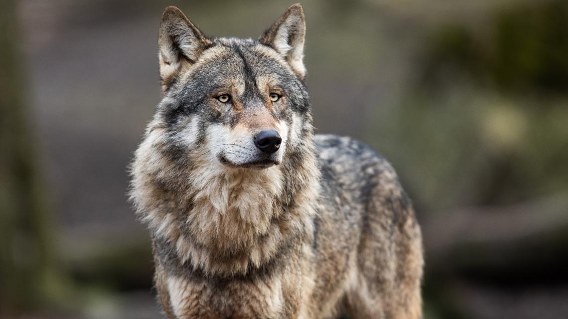 Zookeepers at an Indiana zoo were attacked by wolves during 'incident ...