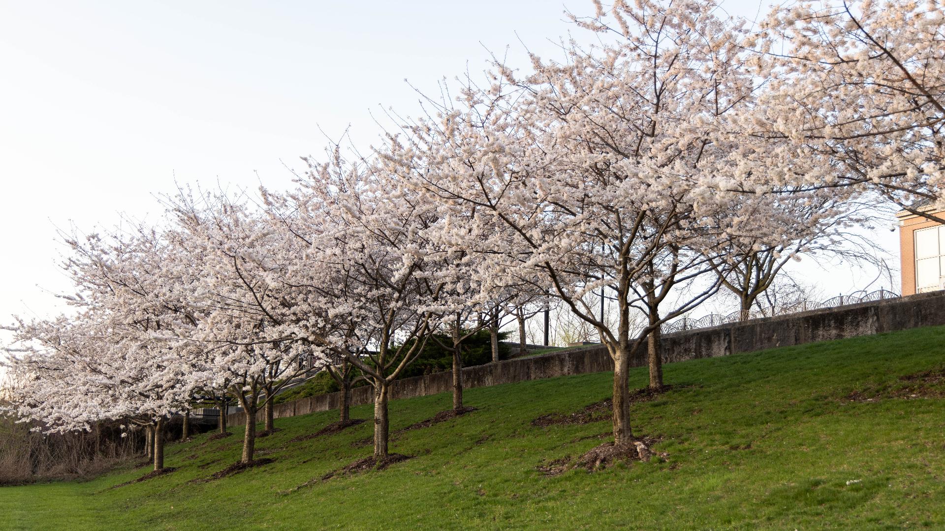 Climate change accelerates cherry blossom blooms in Virginia ...