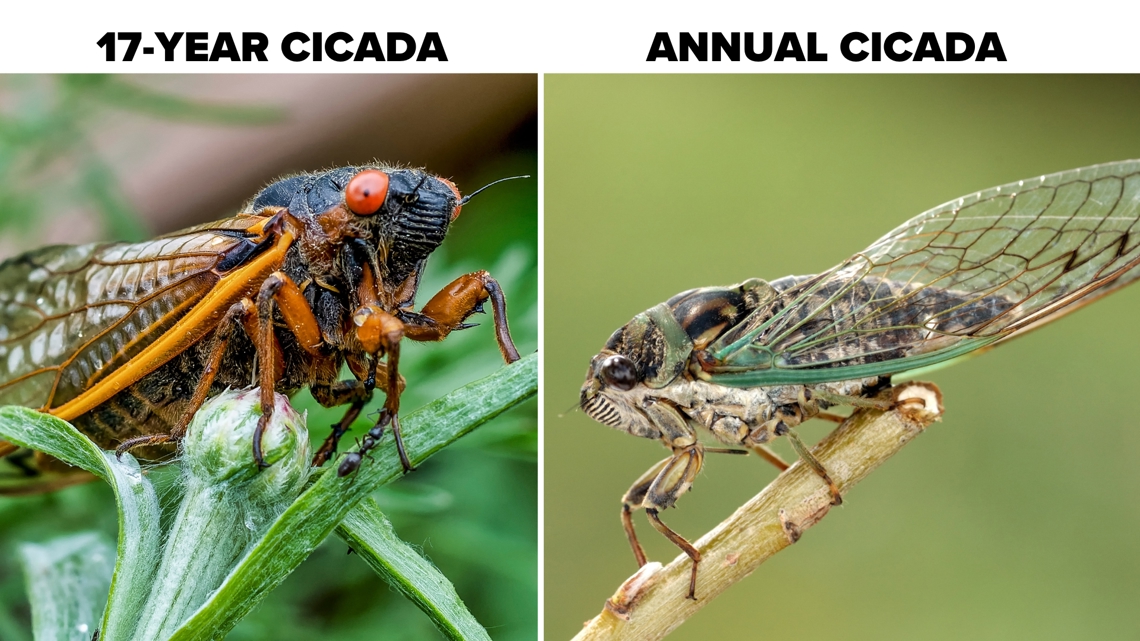 Cicadas coming to Virginia in 2025: When and where to expect them | 13newsnow.com