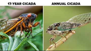 Cicadas coming to Virginia in 2025: When and where to expect them ...