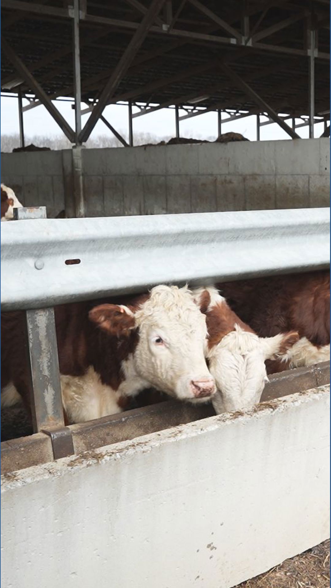 Cattle herds shrink to 75-year low, pushing beef prices higher ...
