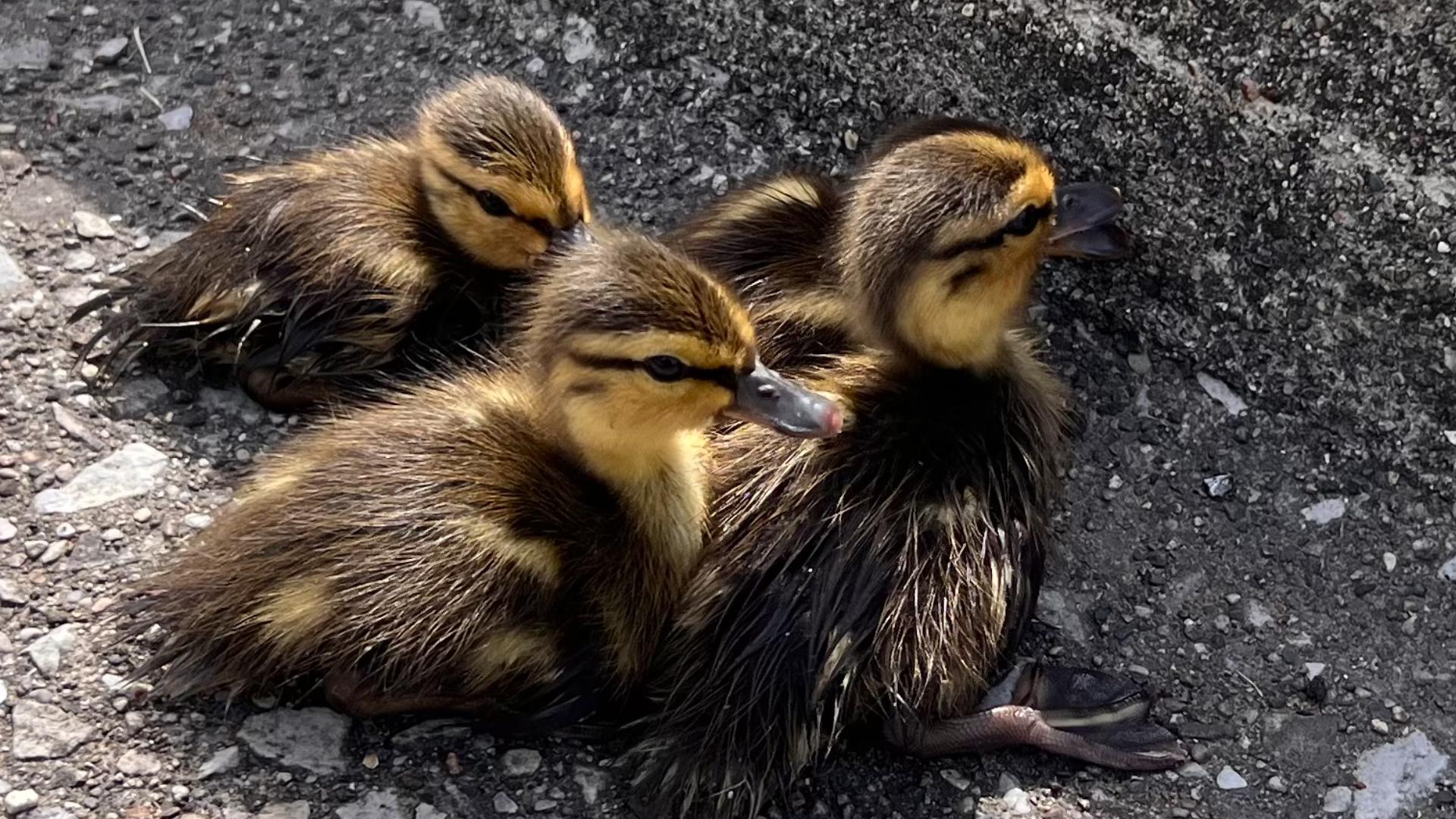 Video: Firefighters save baby ducks from storm drain | 13newsnow.com