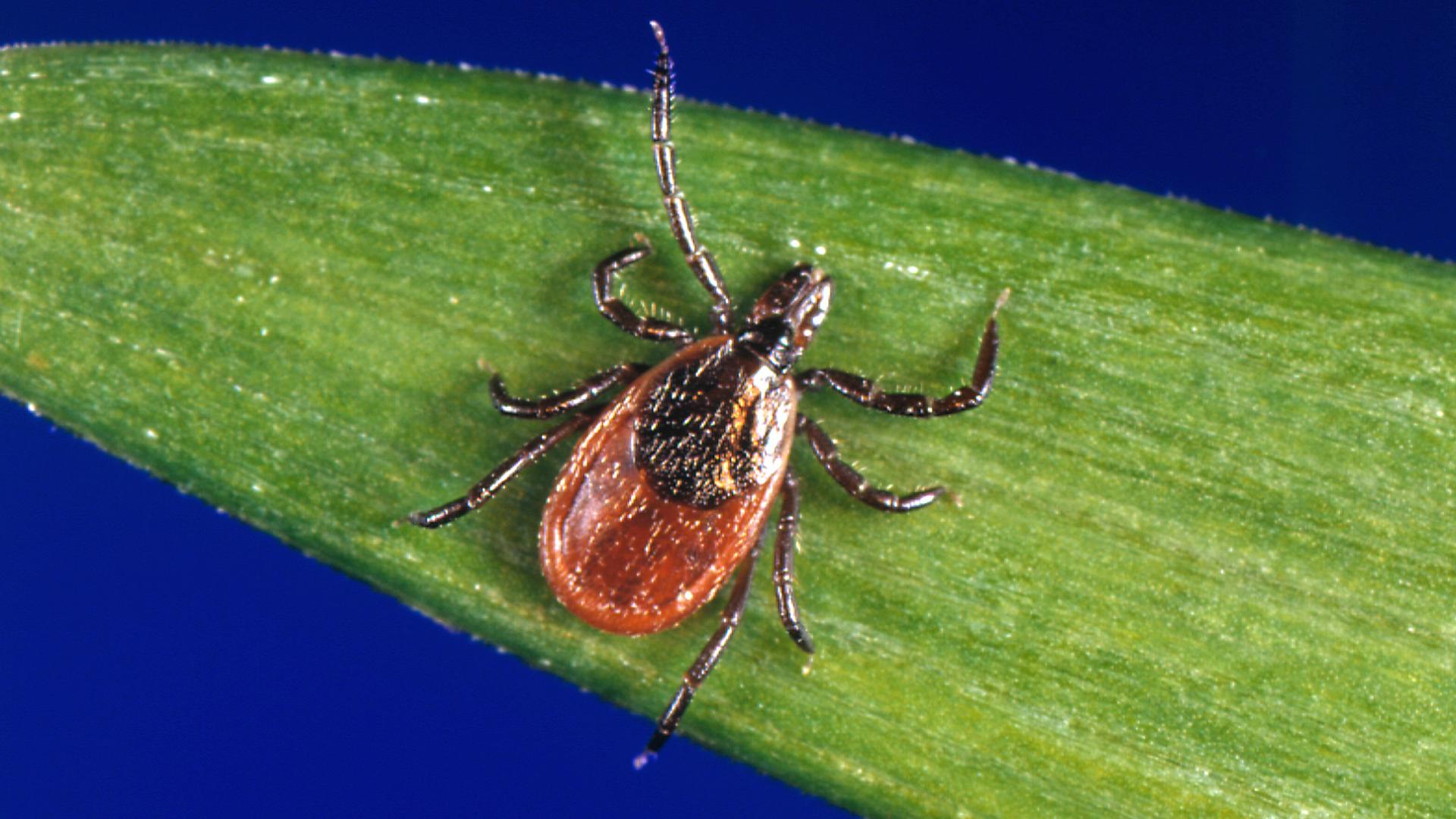 Tick-borne disease spreads to Virginia and Mid-Atlantic | 13newsnow.com