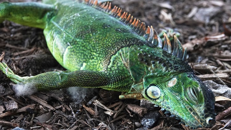 Photos: Frozen iguanas fall from trees in Florida | 13newsnow.com