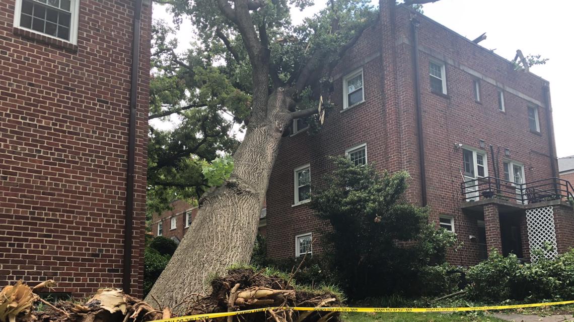 Your neighbor's tree falls on your house. Who pays for it? | 13newsnow.com