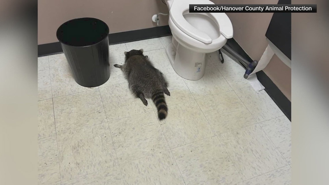 ‘Trashed’ panda’s drunken escapades in a Virginia liquor store caught ...