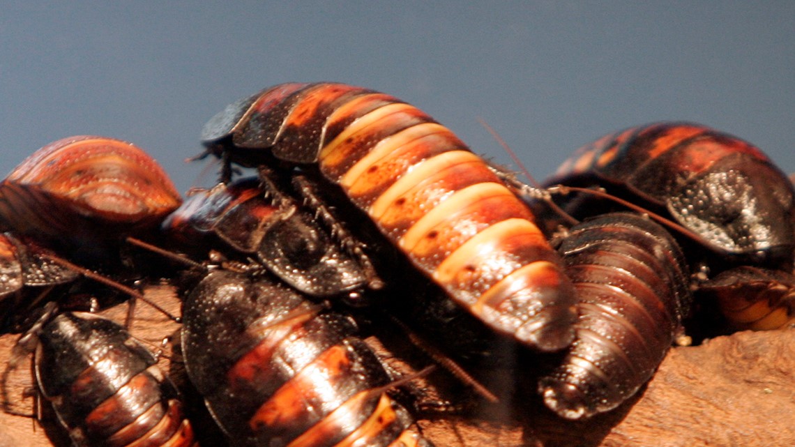 Maryland professor discusses cockroaches immune to pesticides ...