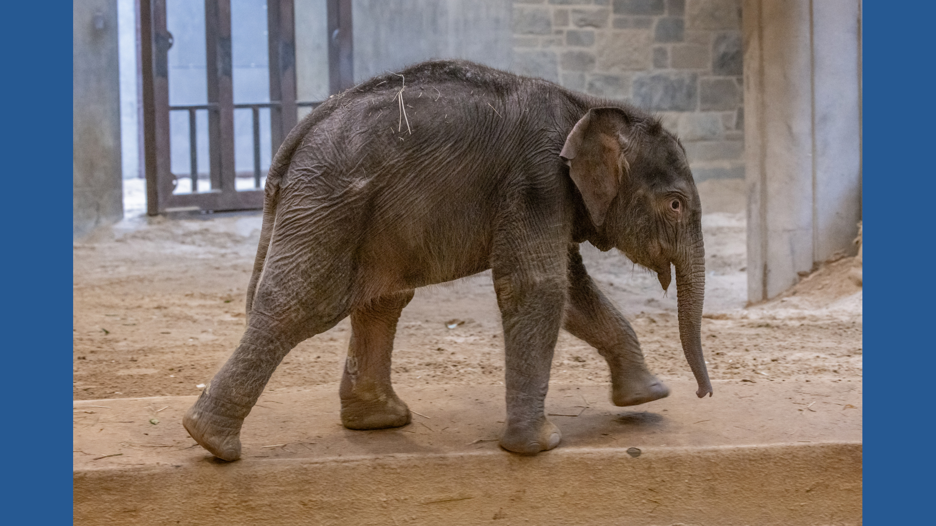 An elephant-astic debut: National Zoo welcomes new calf to the public ...