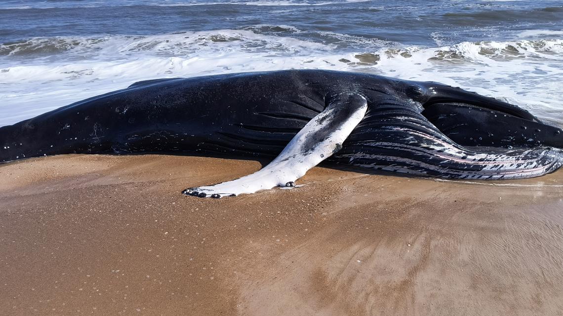 Dead whale found on Assateague Island, in Maryand | 13newsnow.com