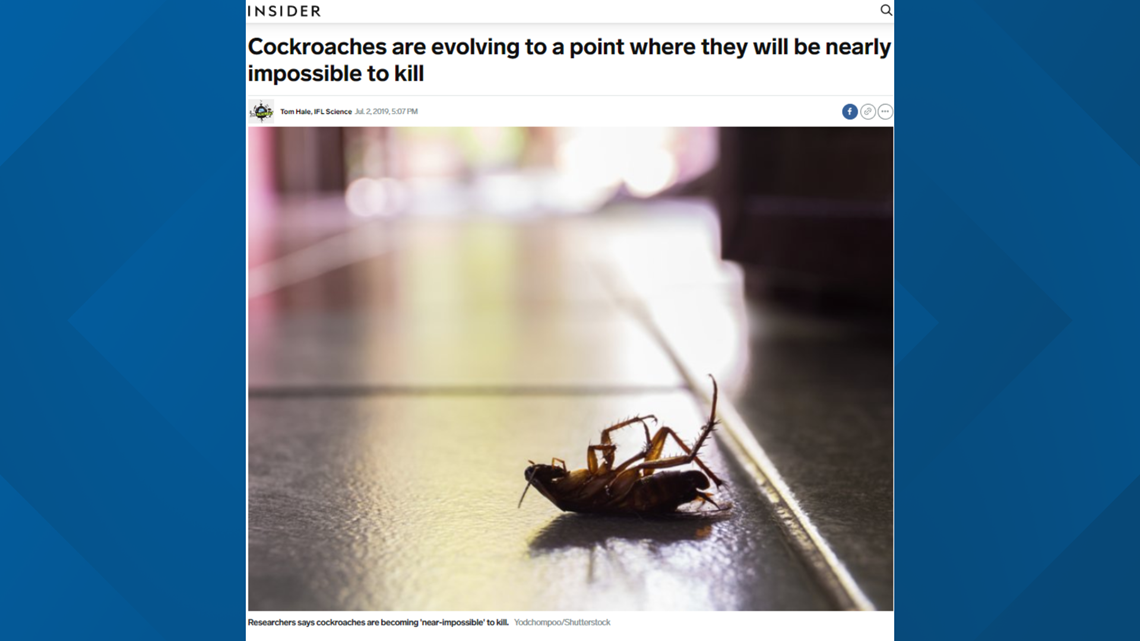 Maryland professor discusses cockroaches immune to pesticides ...
