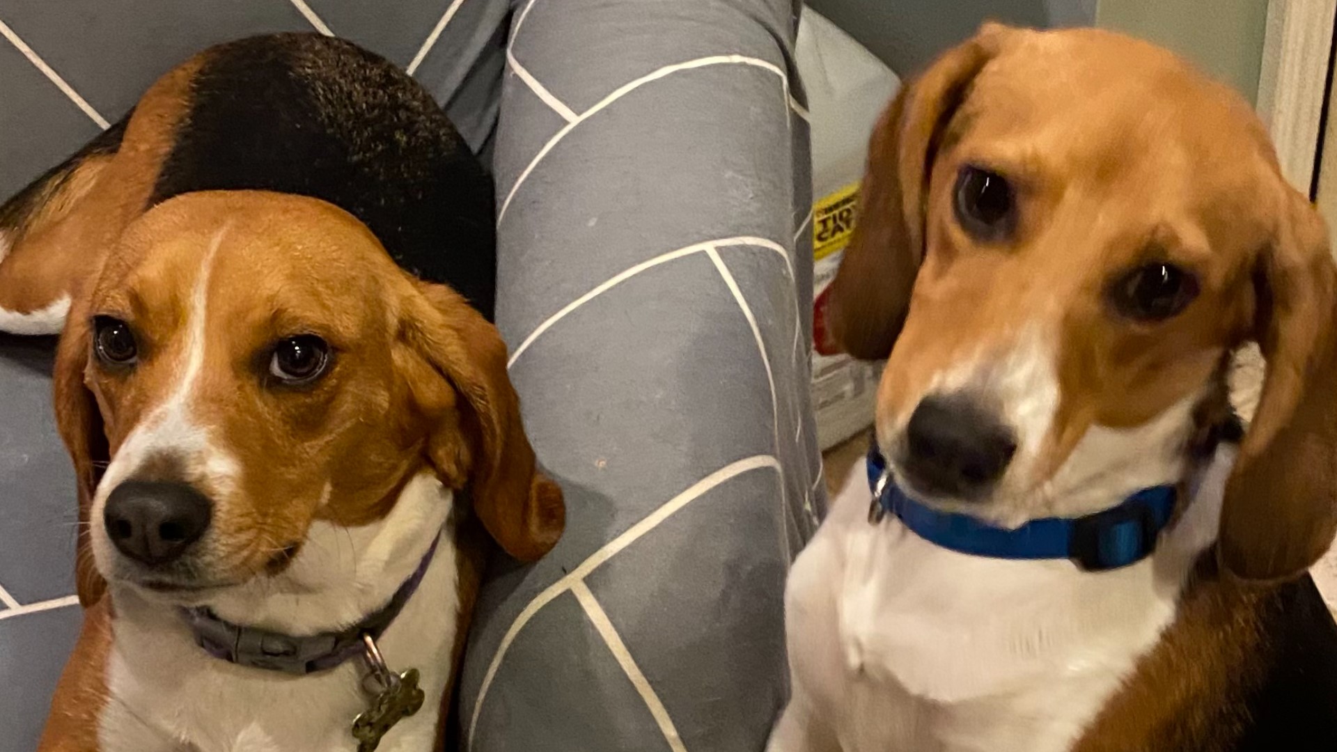 Rescued beagles arrive in Fairfax from breeding facility | 13newsnow.com