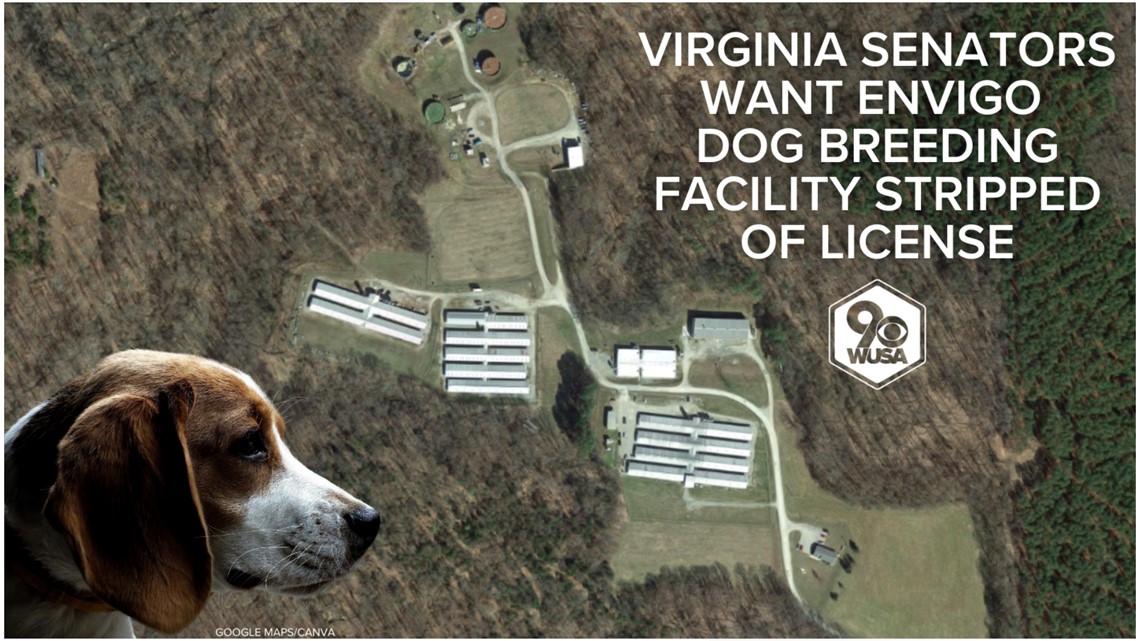 Virginia Senators want dog breeding facility stripped of license ...