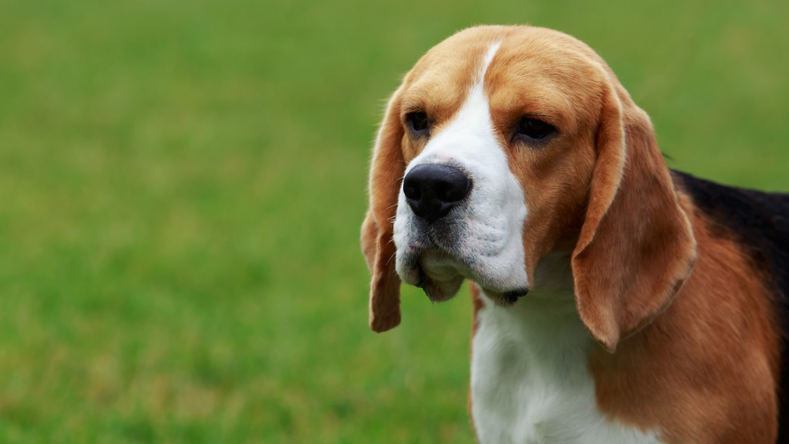 Judge OKs transfer plan for beagles from Virginia facility | 13newsnow.com