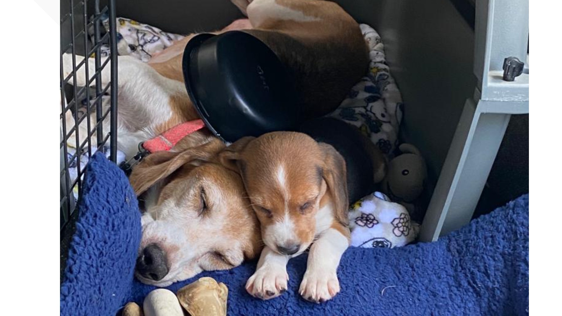 Envigo beagle adopted by Prince Harry and Meghan Markle | 13newsnow.com