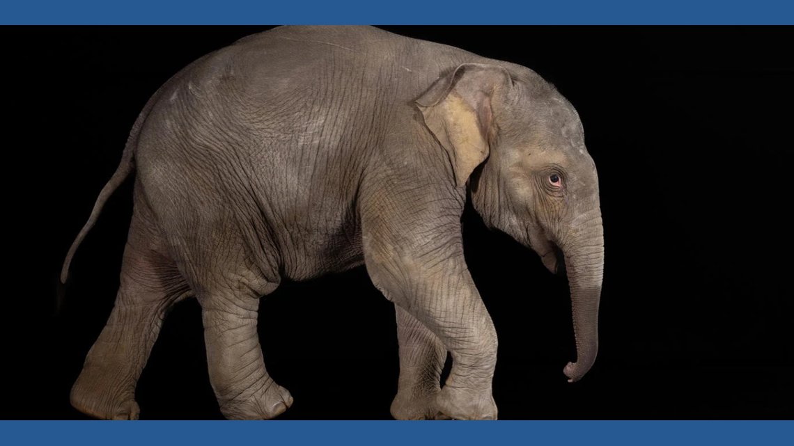 Big baby! New elephant calf debuts at the National Zoo | 13newsnow.com