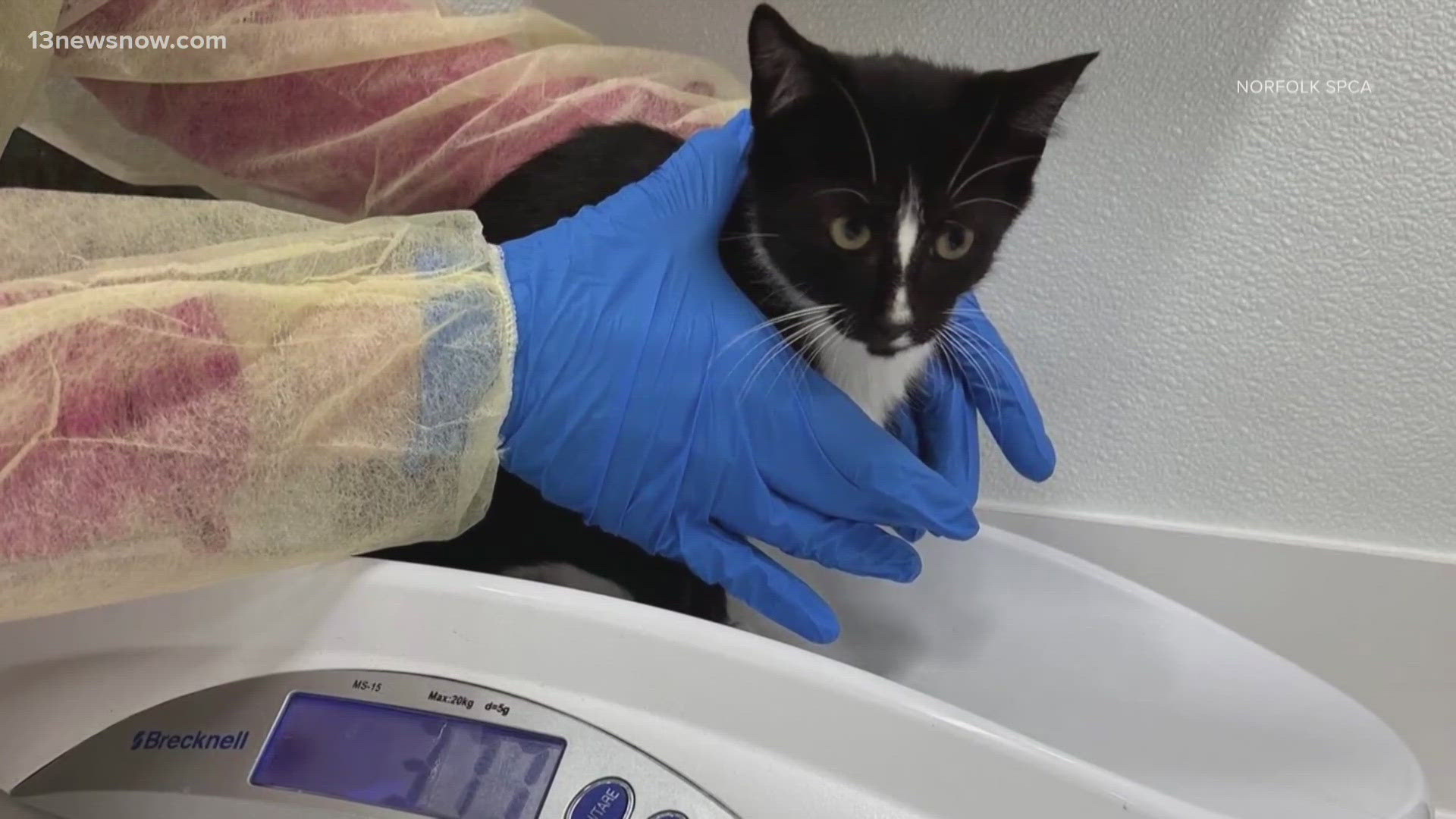 Norfolk SPCA seeks homes for 39 rescued animals from shuttered N.C ...