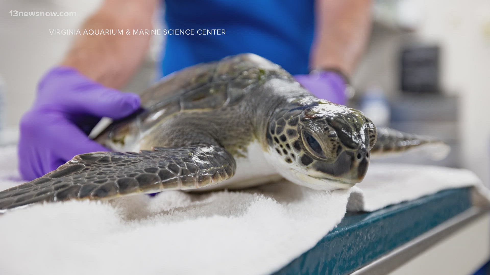 Virginia team aids record sea turtles amid cold | 13newsnow.com