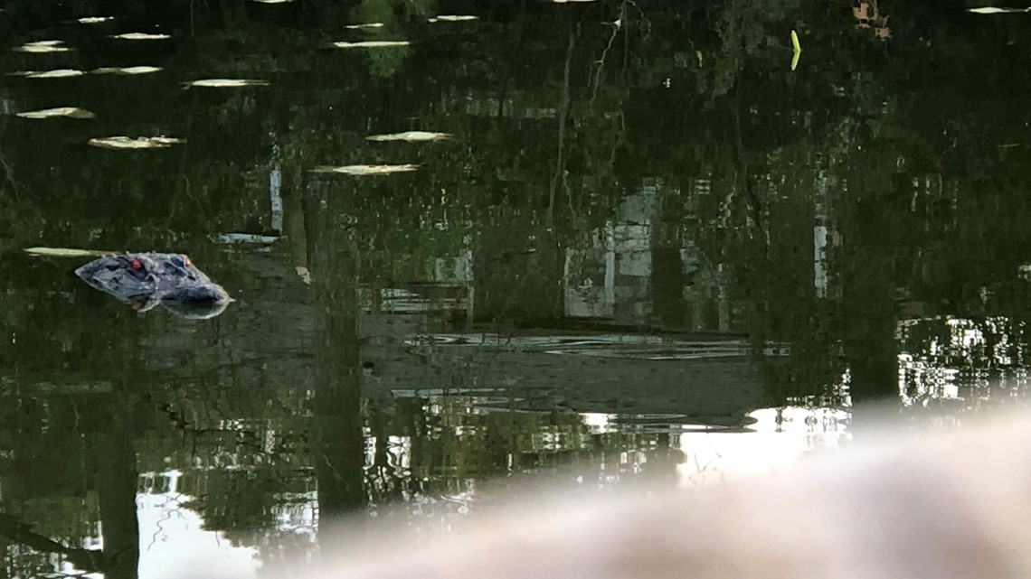 Alligator in Virginia Beach? Don't be fooled, it's fake. | 13newsnow.com