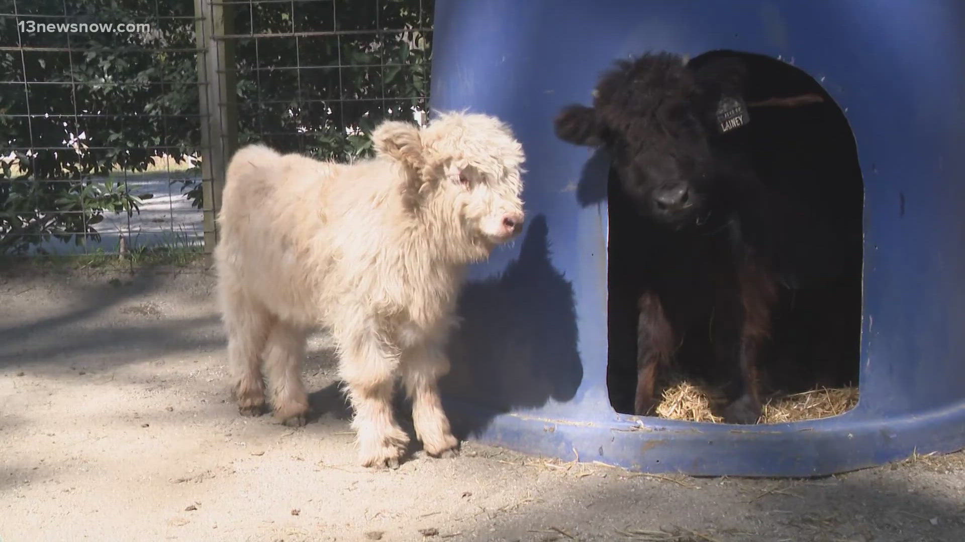 Mini-highland cows welcomed to Hunt Club Farm | 13newsnow.com