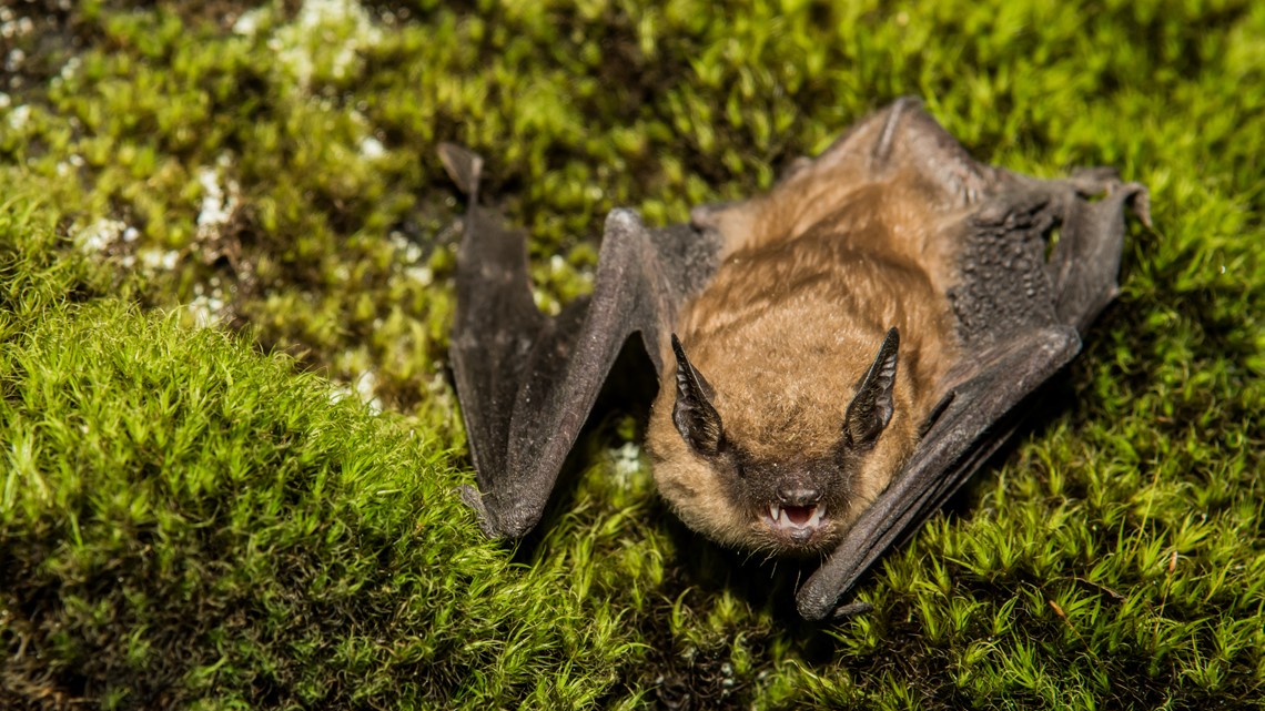 Can Touching A Bat Give You Rabies